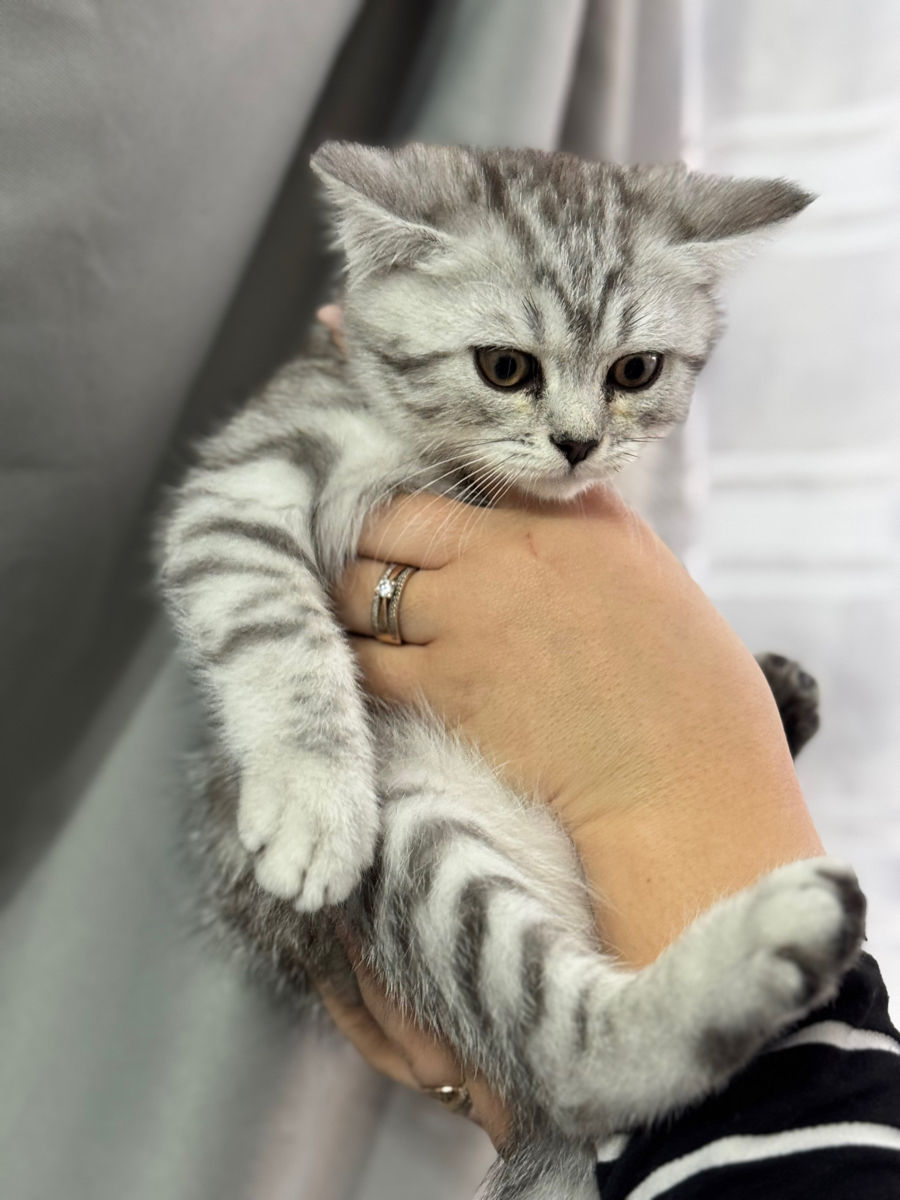 O fetița și un băieței British tobby