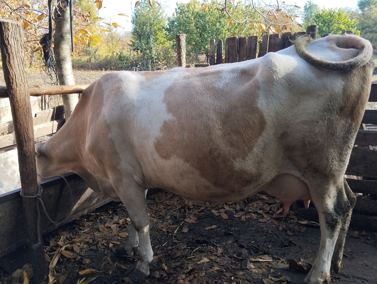 Vind vaca tot cu vitica