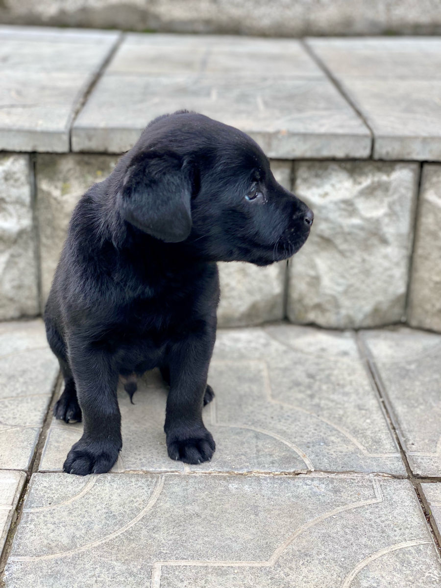 Vând cățel de labrador