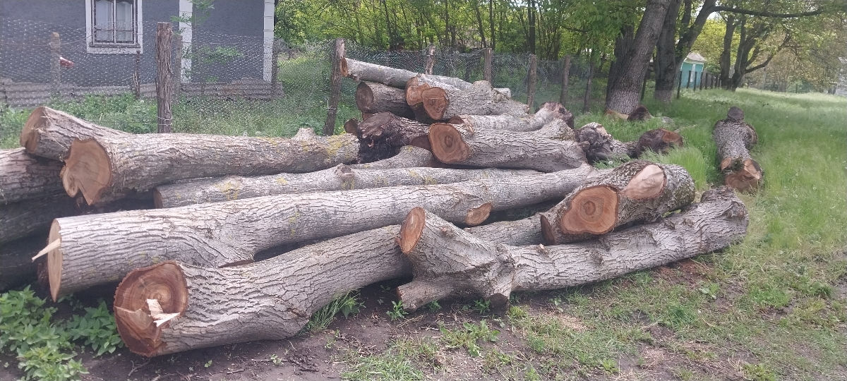 Busteni sau cherestea de nuc