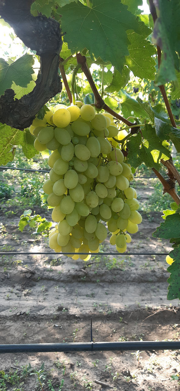 Vind poama Moldova si Victoria pentru vin cu 3lei kg