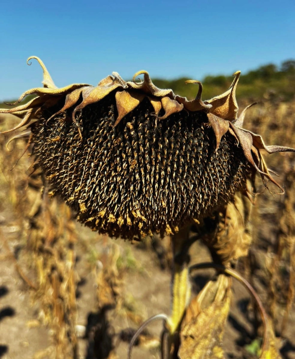 Seminte Profesionale pret adecvat