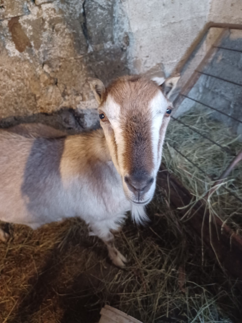 Vind capra de rasa Lamanca