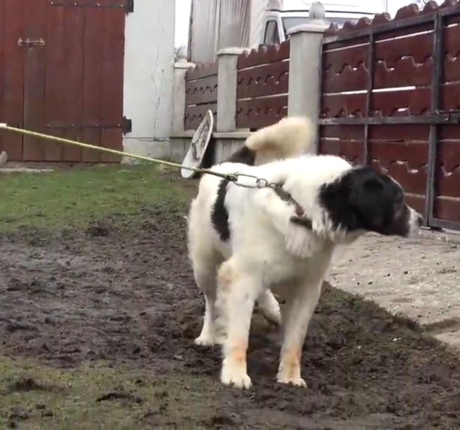 Primesc un cîine mare în dar