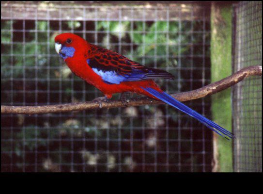 rosella pennant