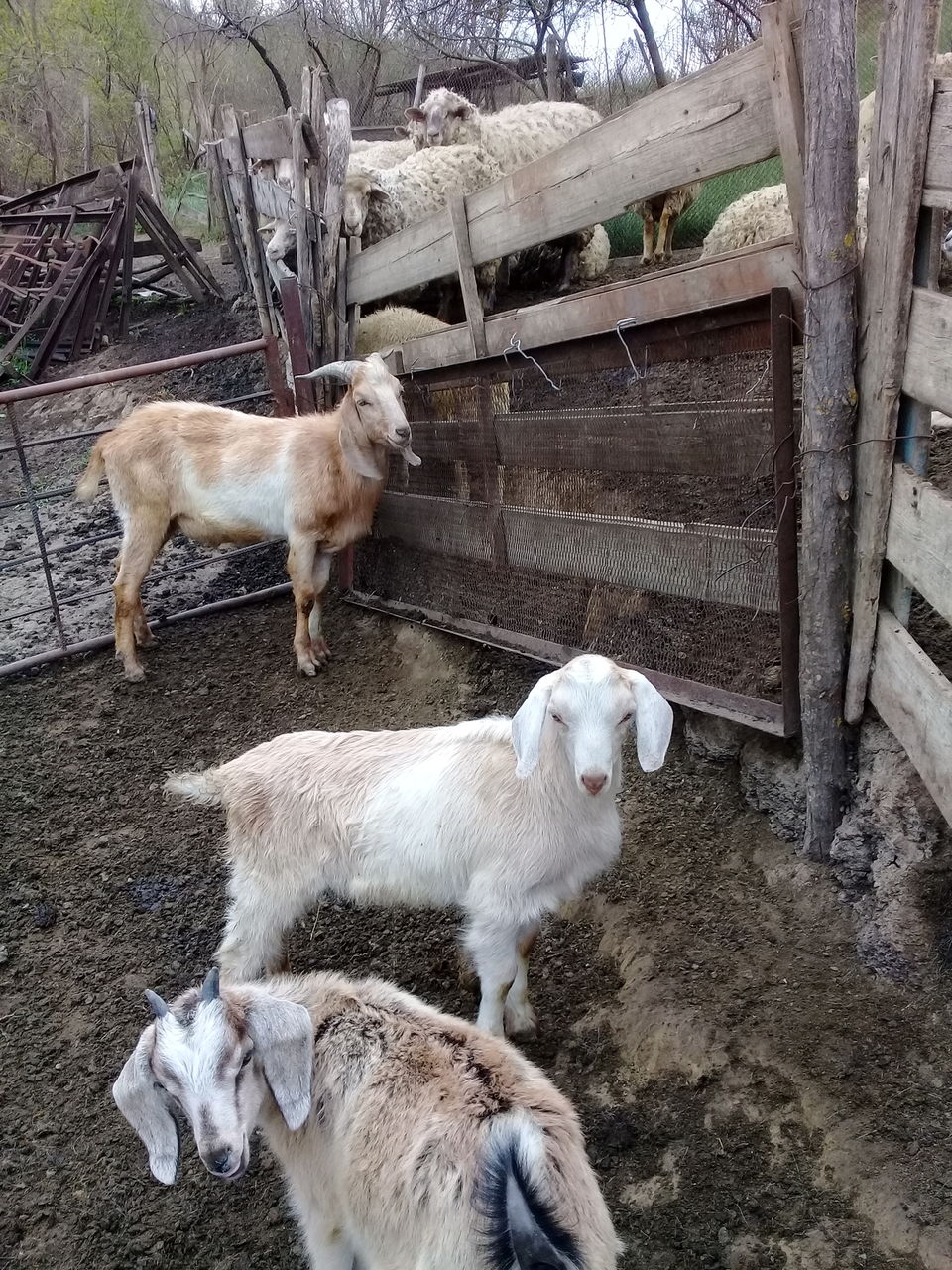 vind 2 tapusor buni de culoare alba fara coarne mama capra de rasa saniel tata nubian1500 lei unu