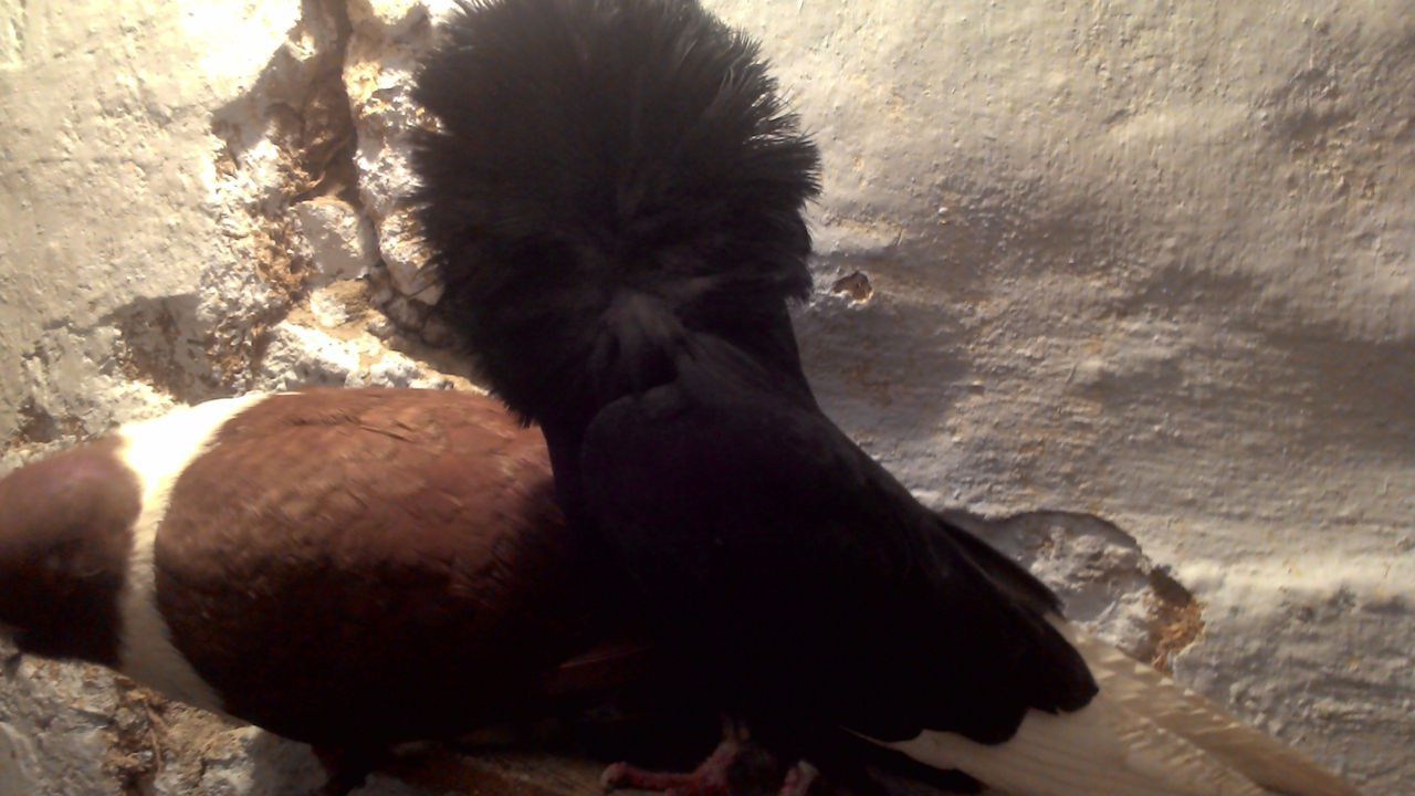 Vind eftin sau schimb