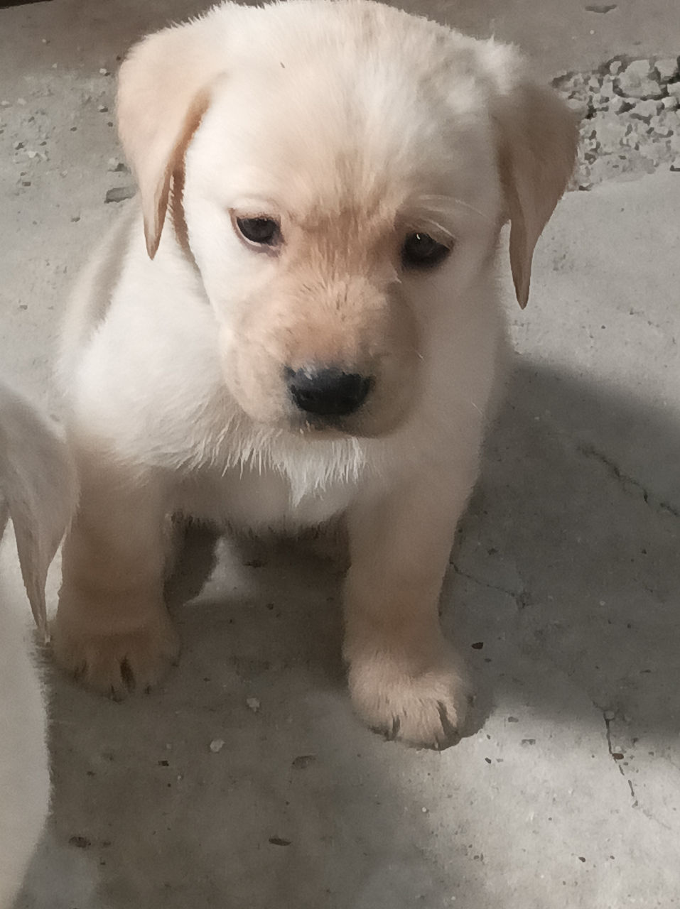 Vind căței de Labrador