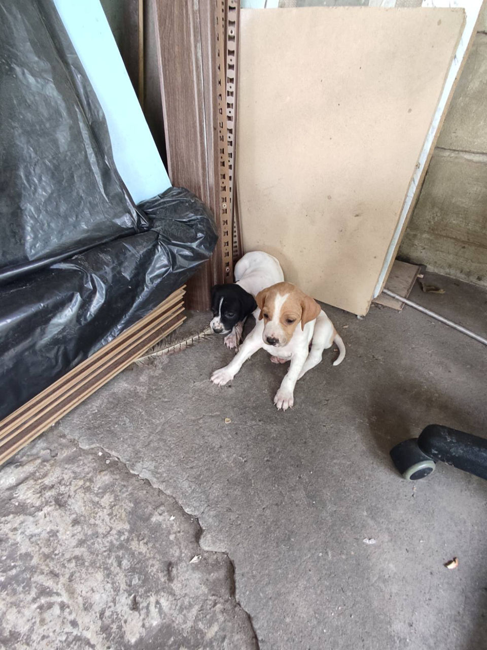 Pointer Englez.. ciine de vinatoare