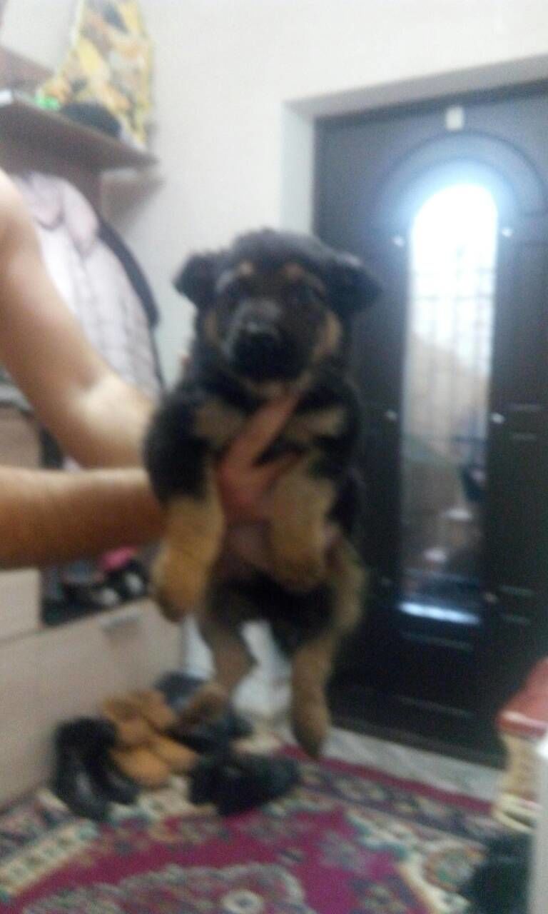 Vind catelusi de rasa восточьно-европейская