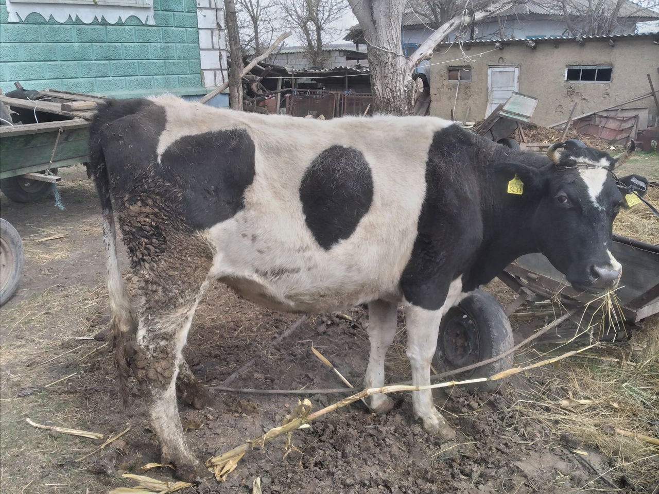 Vind junca afata are 6 luni de cind a unblat cu buhaiu