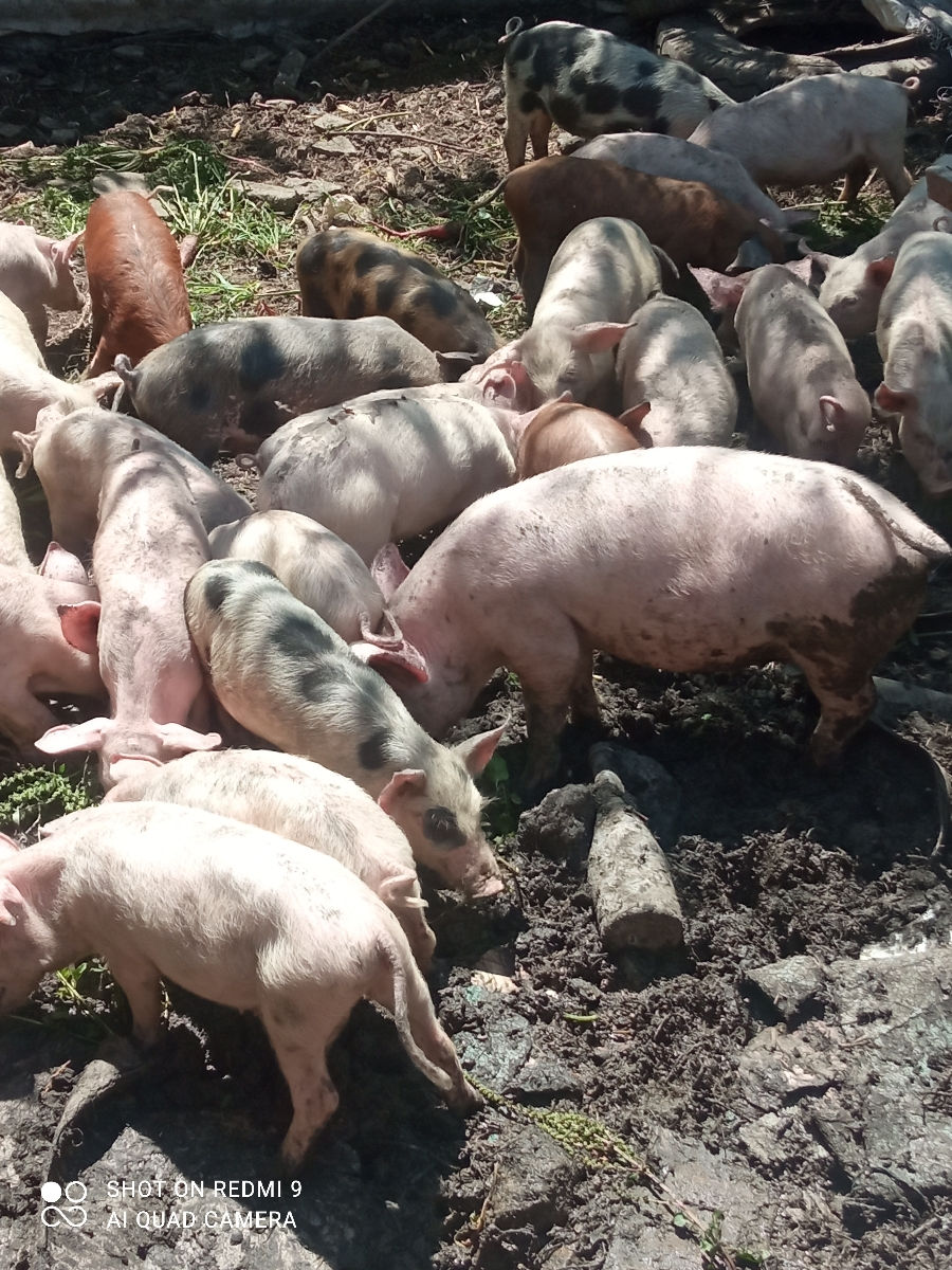 Vind purcei si buhaes