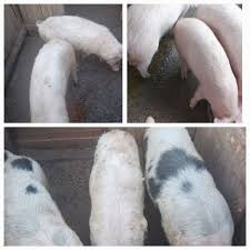 Vind porci 70-100 kg