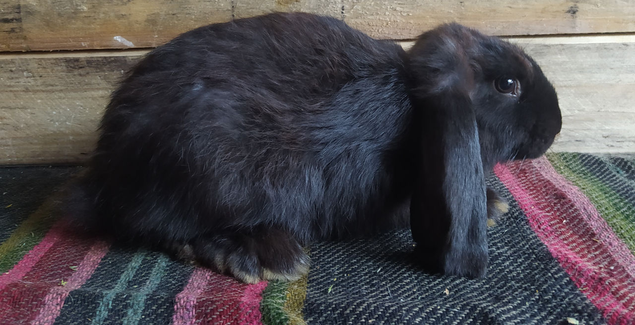 Iepuri berbec german