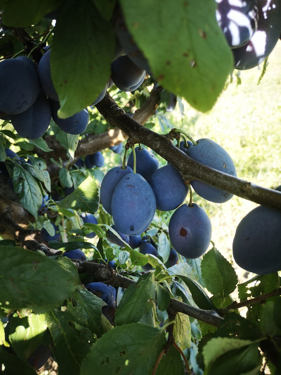 Vindem prune Stanley pentru uscare