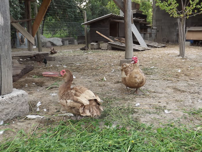 vind 25 ratuste mute cafenii linie grea -40 lei/buc