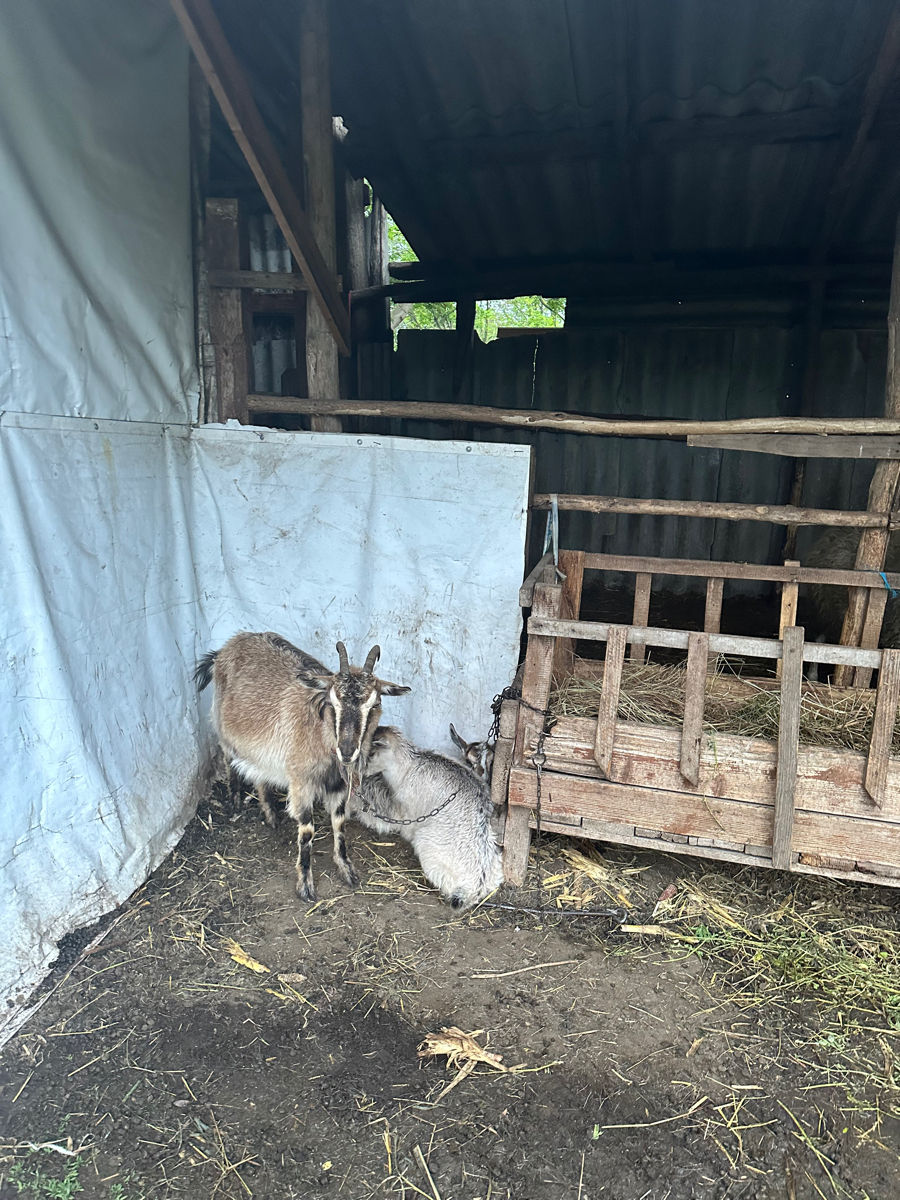 Vind Capre cu lapte și cu edite