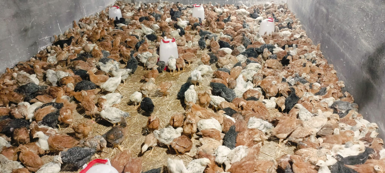 Vind pui broiler și francez