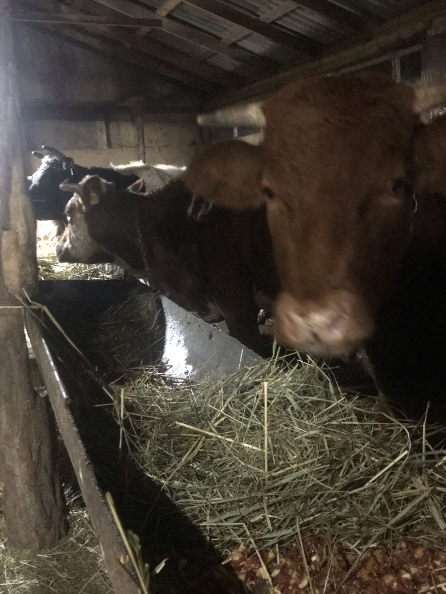 Vind 11 vaci bune de lapte