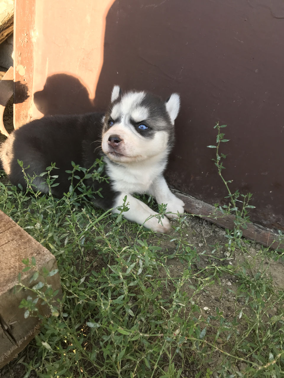 Cațeluși husky