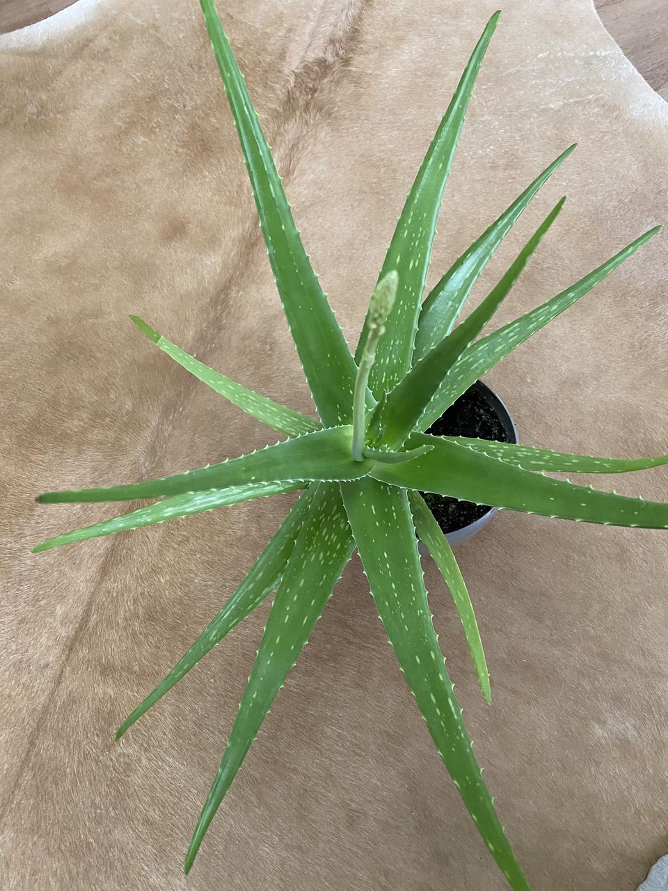 Aloe vera