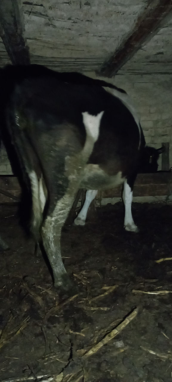 Vind vaca de-a a fata pe 11ianuaarie la moment se mulge 6''7 litri pe sutaca