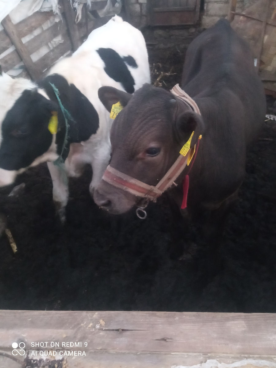 Vind doi buhaesi de 3..4..luni