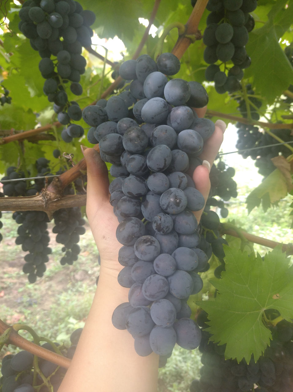 Struguri Moldova din vie irigată