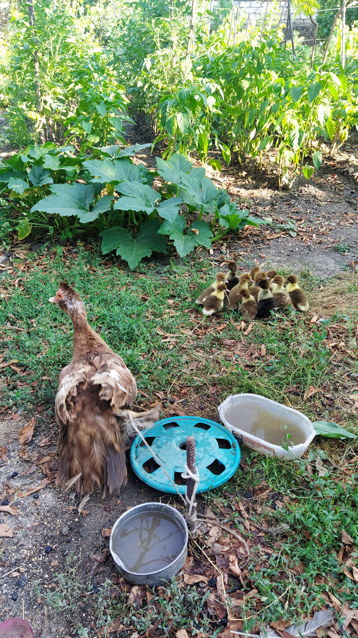 Rățuște mute cu rața