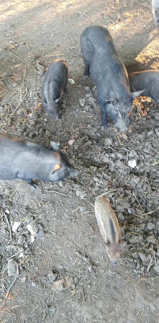 schimb purcei vietnamezi pe gaini