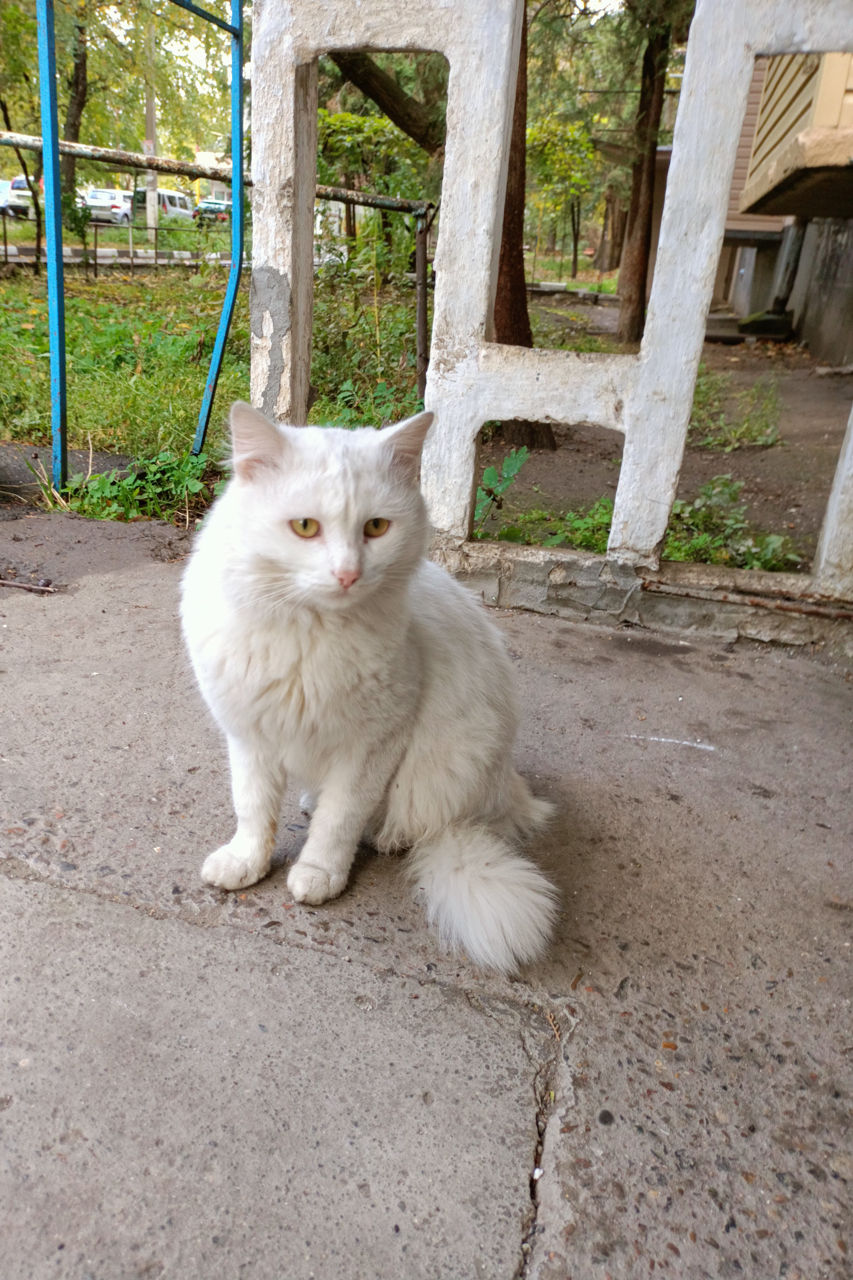 Котик в добрые руки