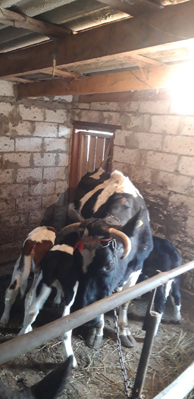 Vind junca frumoasa trebu sa fete la 10 aprile