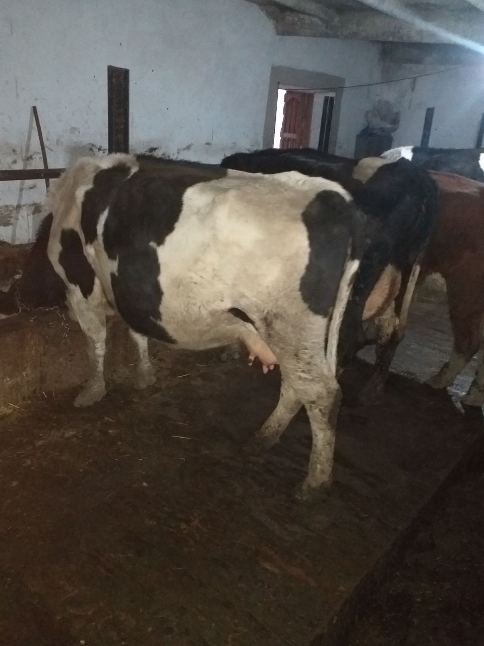 Vînd 4 vaci bune de lapte urgent.
