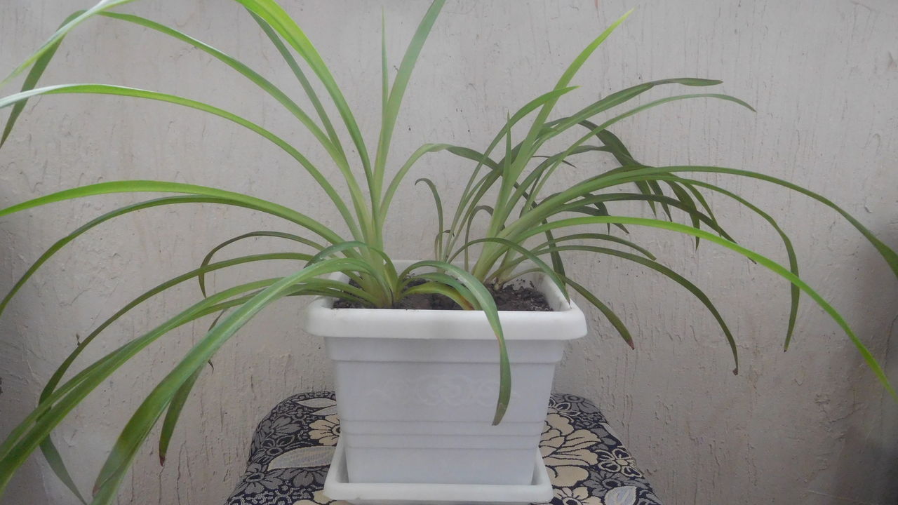 Комнатные цветы - flori de camera