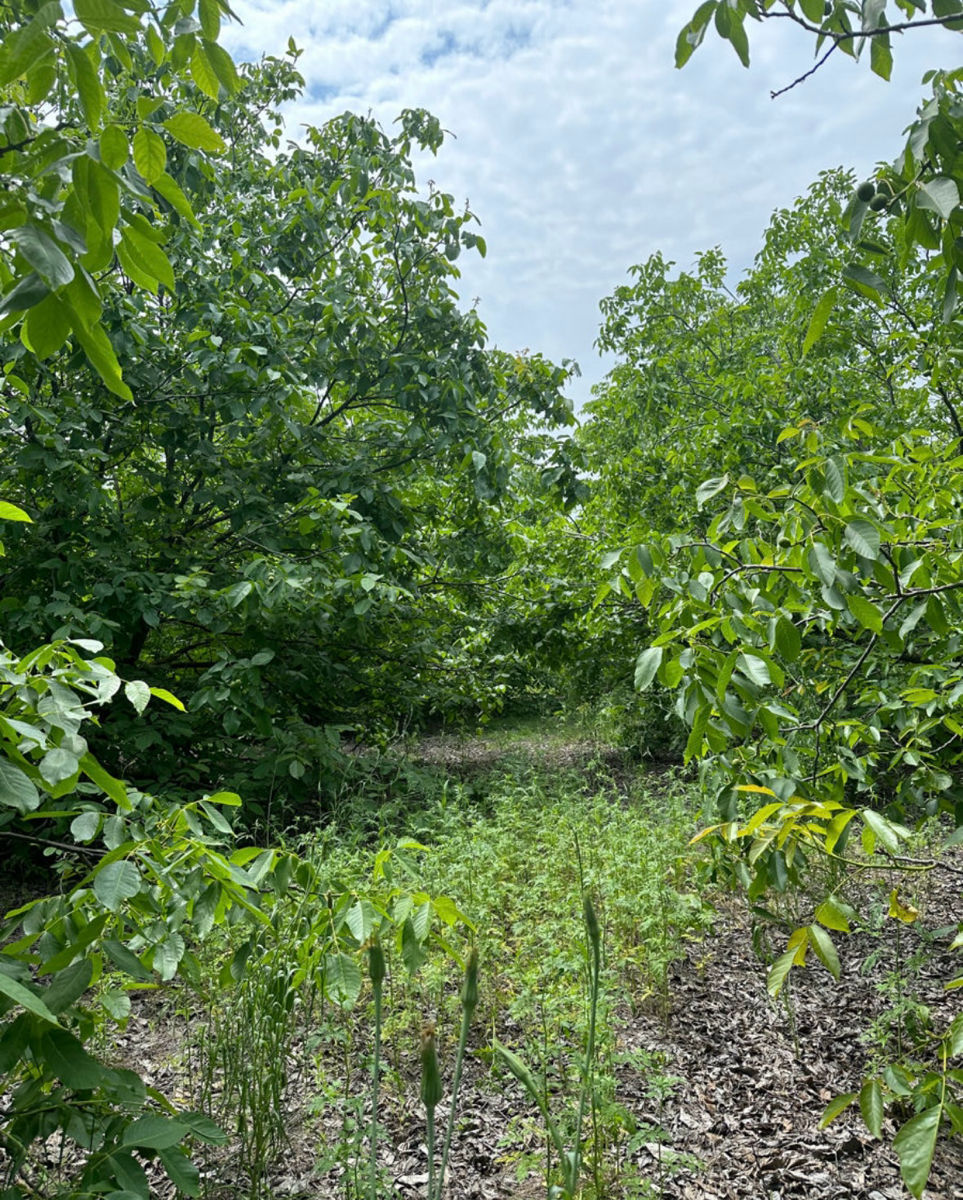 Livada de nuci