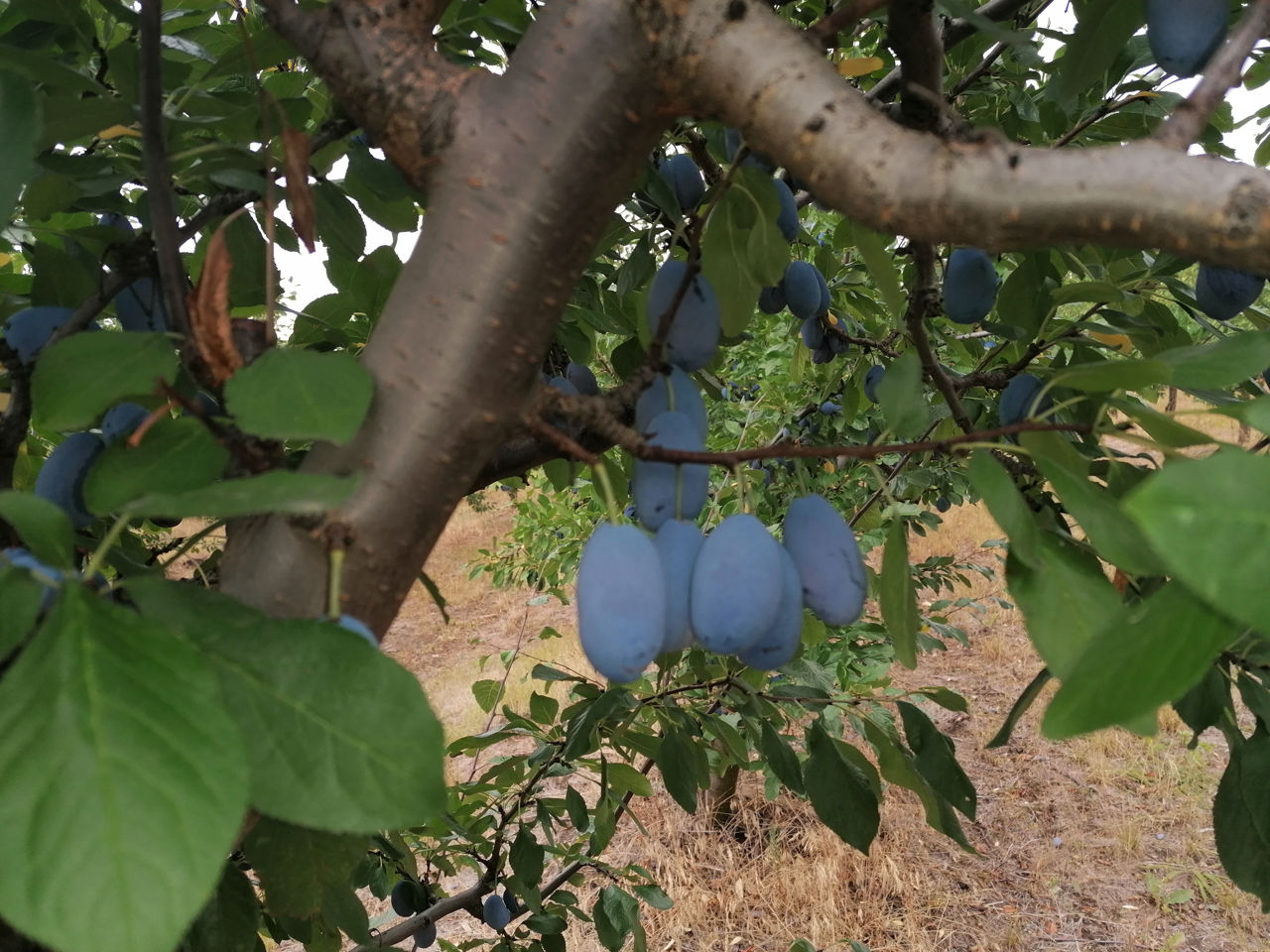 Vind pruna stelney 40 tone