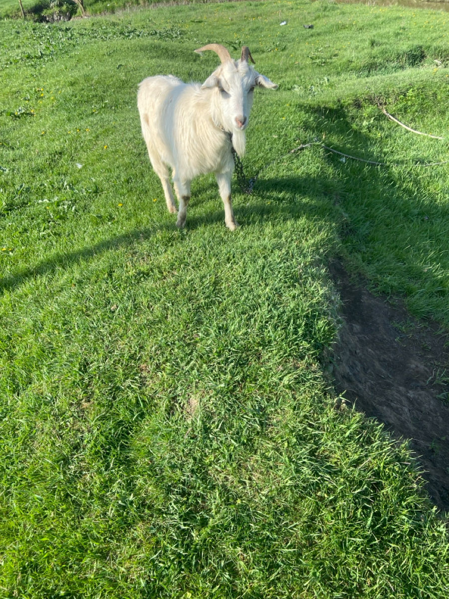 Vind capra nu a fatat niciodata