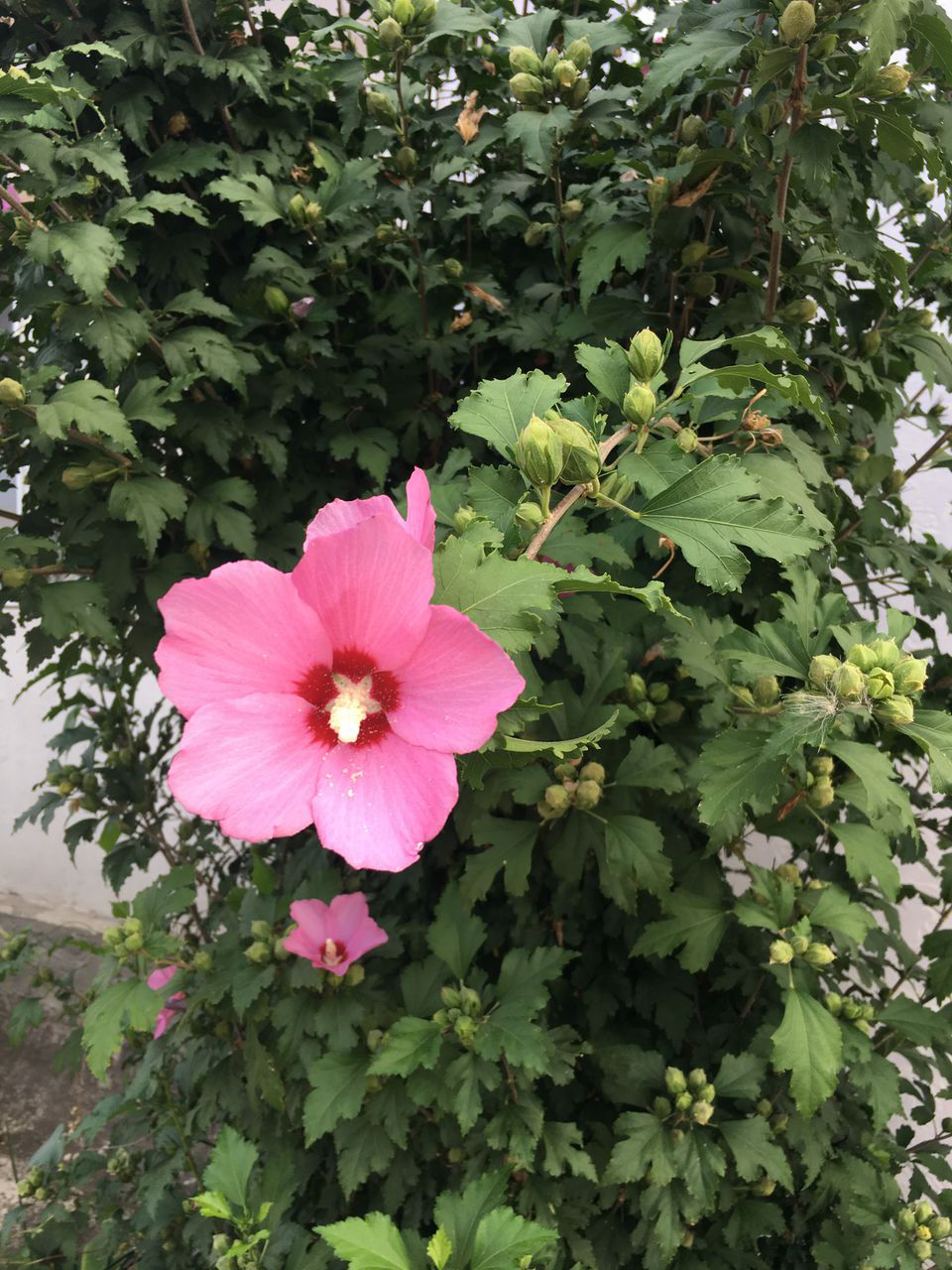 Copac, care înflorește foarte frumos, nu este pretențios, este foarte ...