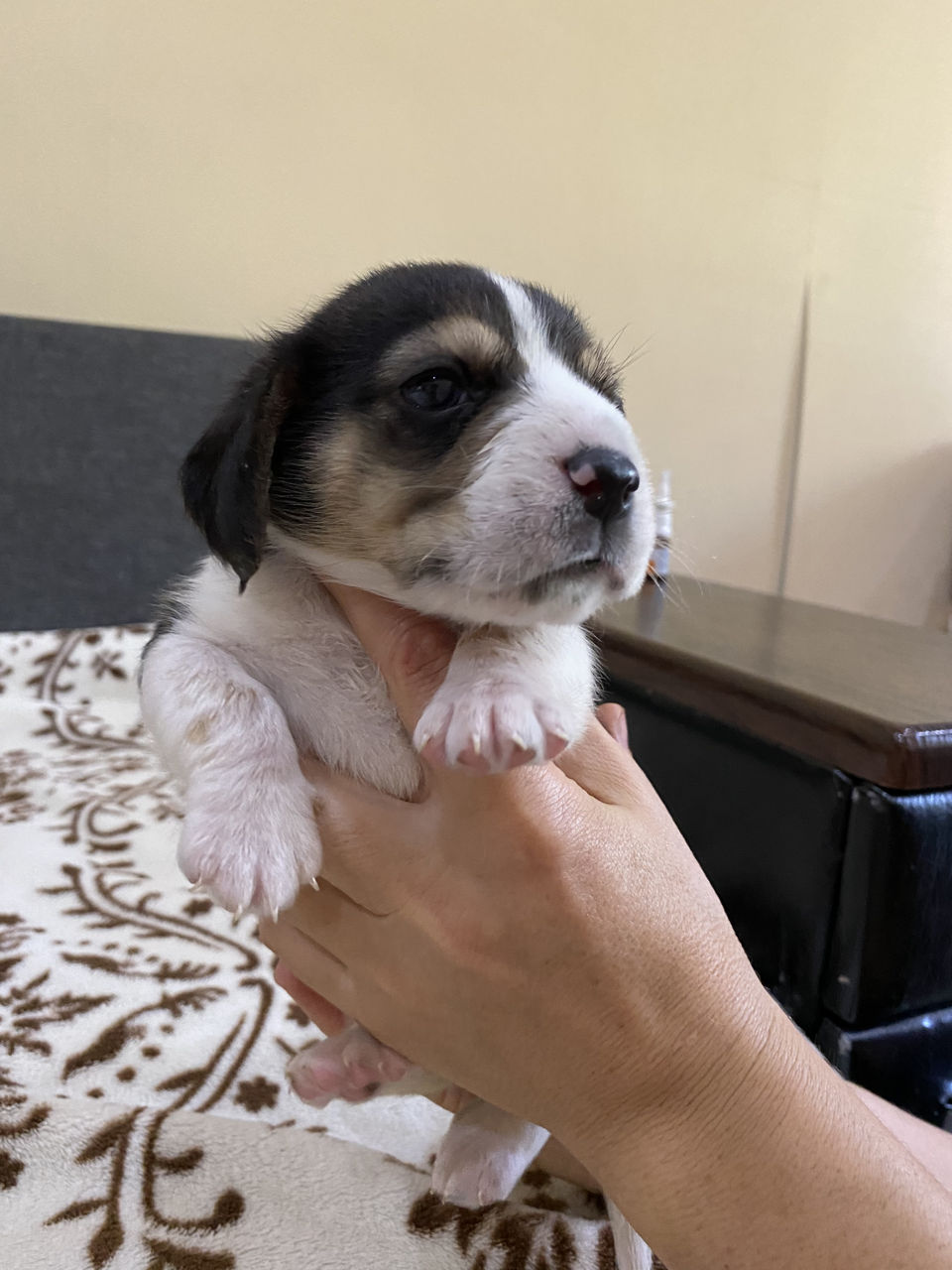 Vând cățeluș de rasă Beagle