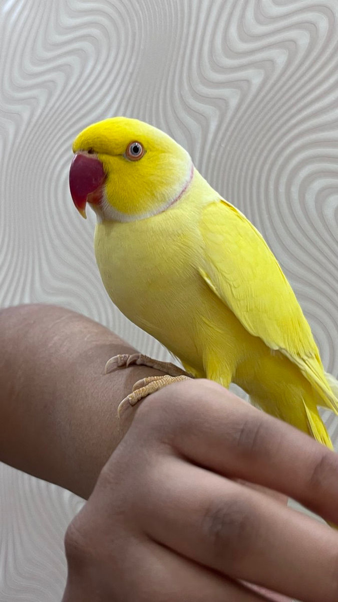 Корелла,какарик,розелла,неразлучник,монах,Пиррура ,ожереловый,Аратинга ...