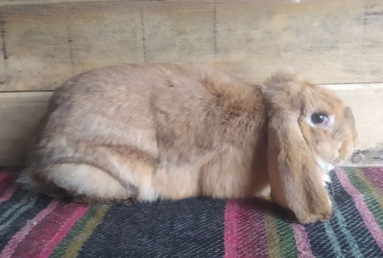 Iepuri berbec german