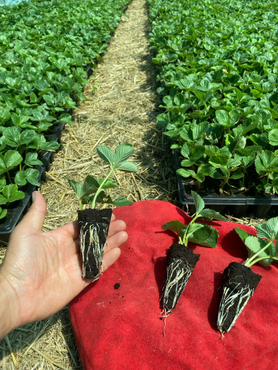 Rasad de capsuna Malwina, poze reale!