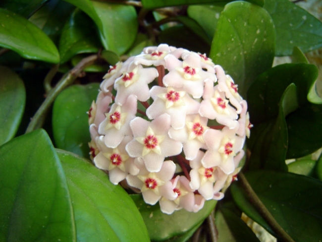 Floarea de ceară Hoya (Lacrima Maicii Domnului)