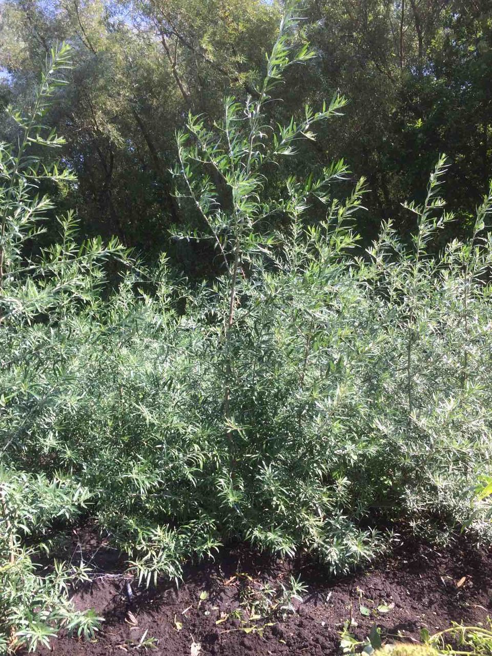 Avem copaci de mesteacan, tei, catina