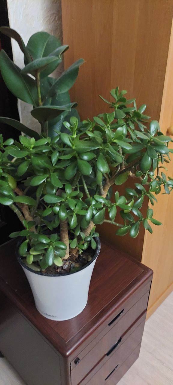 Copacul banului, negociabil