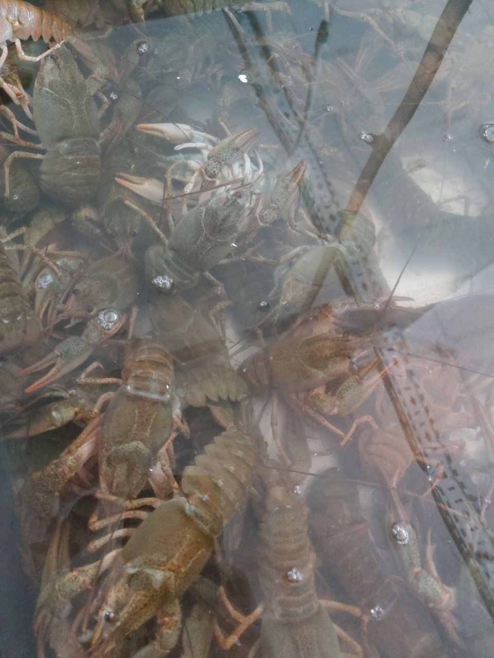 Vindem peste si raci vii