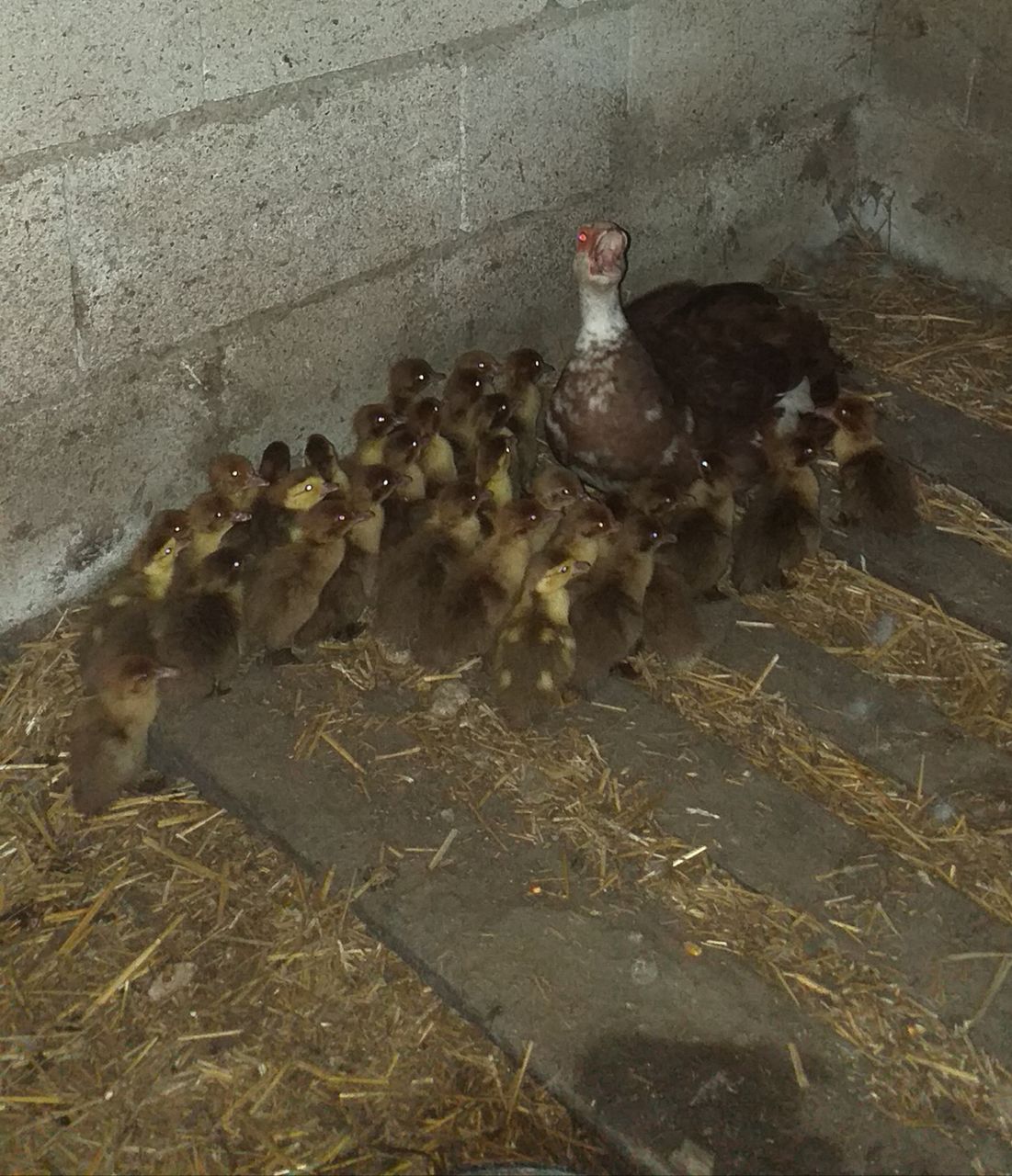 vind rata muta cu ratuste de o saptamina