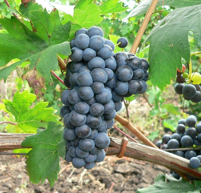 Struguri albi si negri pentru vin