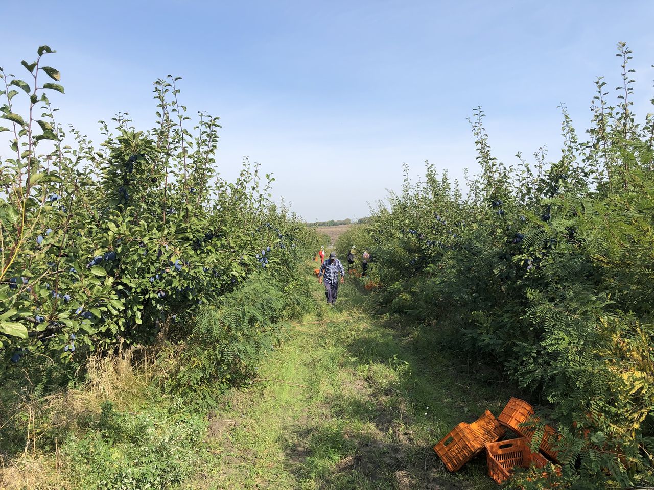 Livada In arenda: Mere, Prun, Cais