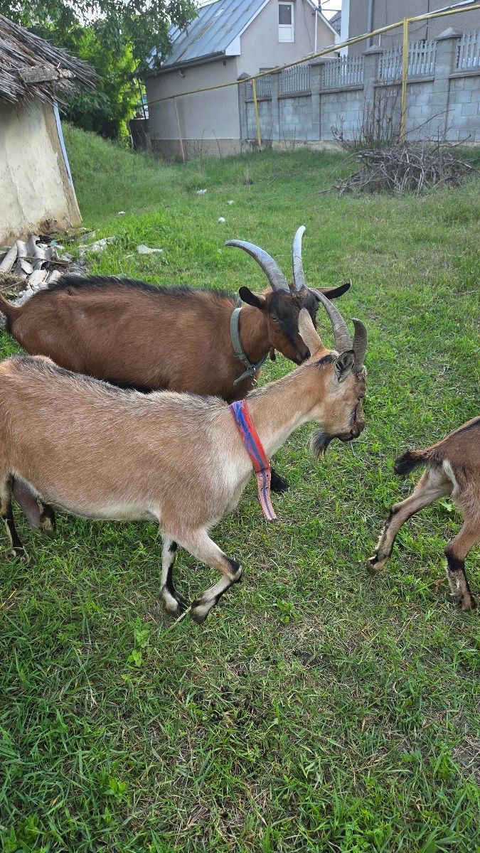 Capre alpina franceză